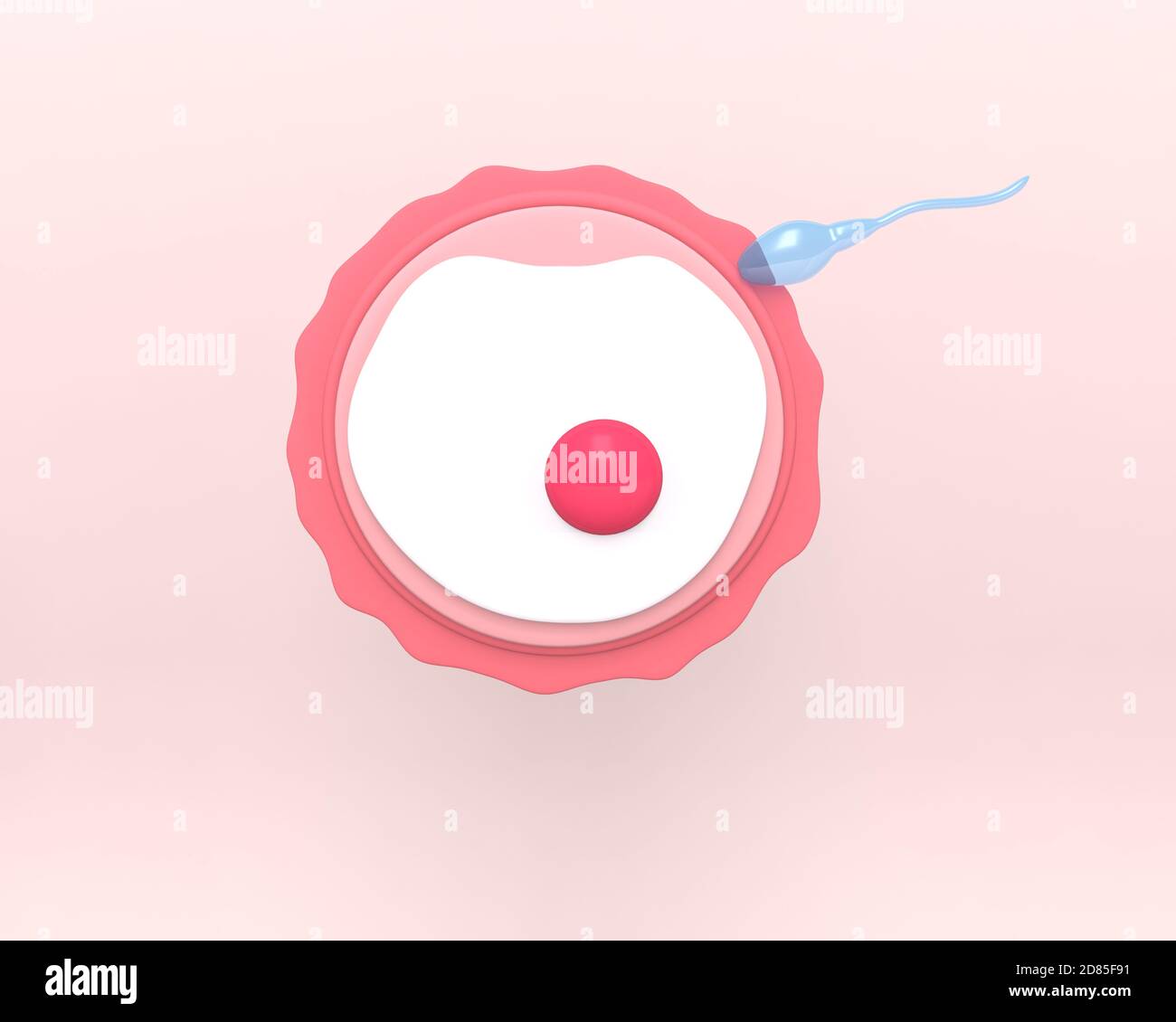 Ovule with sperm, female fertility cell. Oocyte. Woman reproductive ...