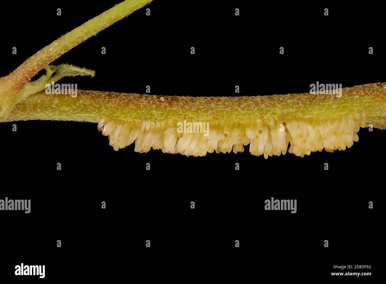 Botanical illustration of hedera helix hi-res stock photography and ...