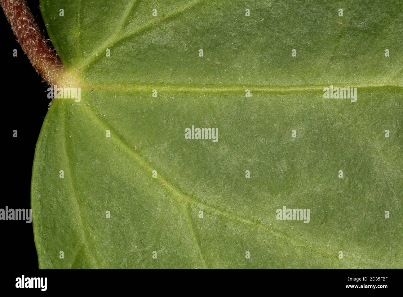 Botanical illustration of hedera helix hi-res stock photography and ...