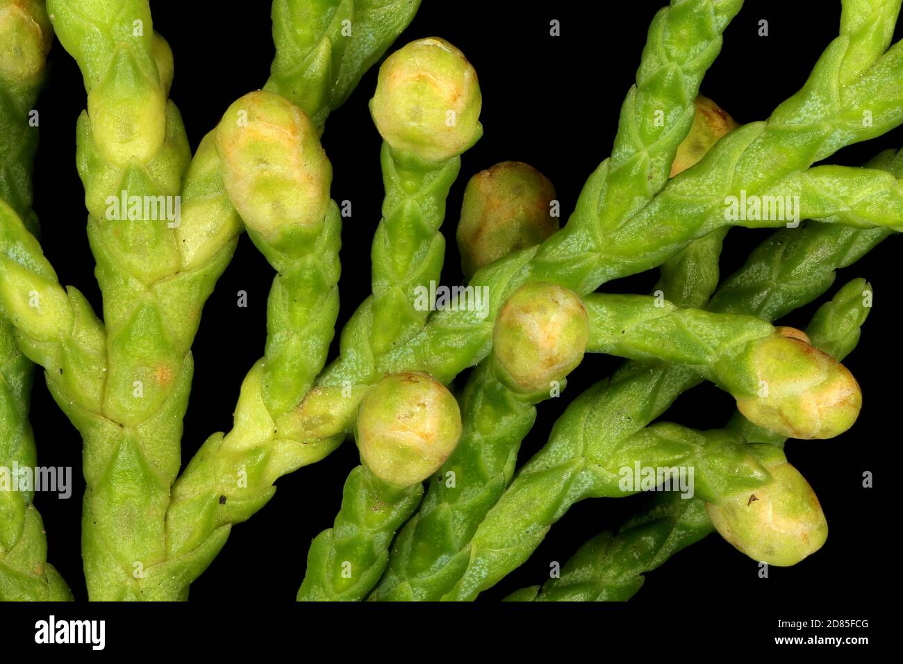 Juniperus Sabina High Resolution Stock Photography and Images - Alamy