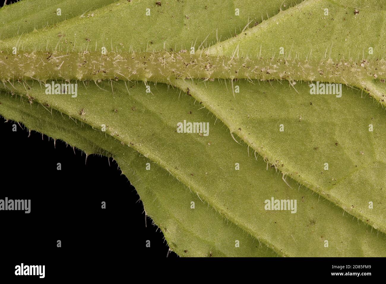 Borage (Borago officinalis). Leaf Detail Closeup Stock Photo - Alamy
