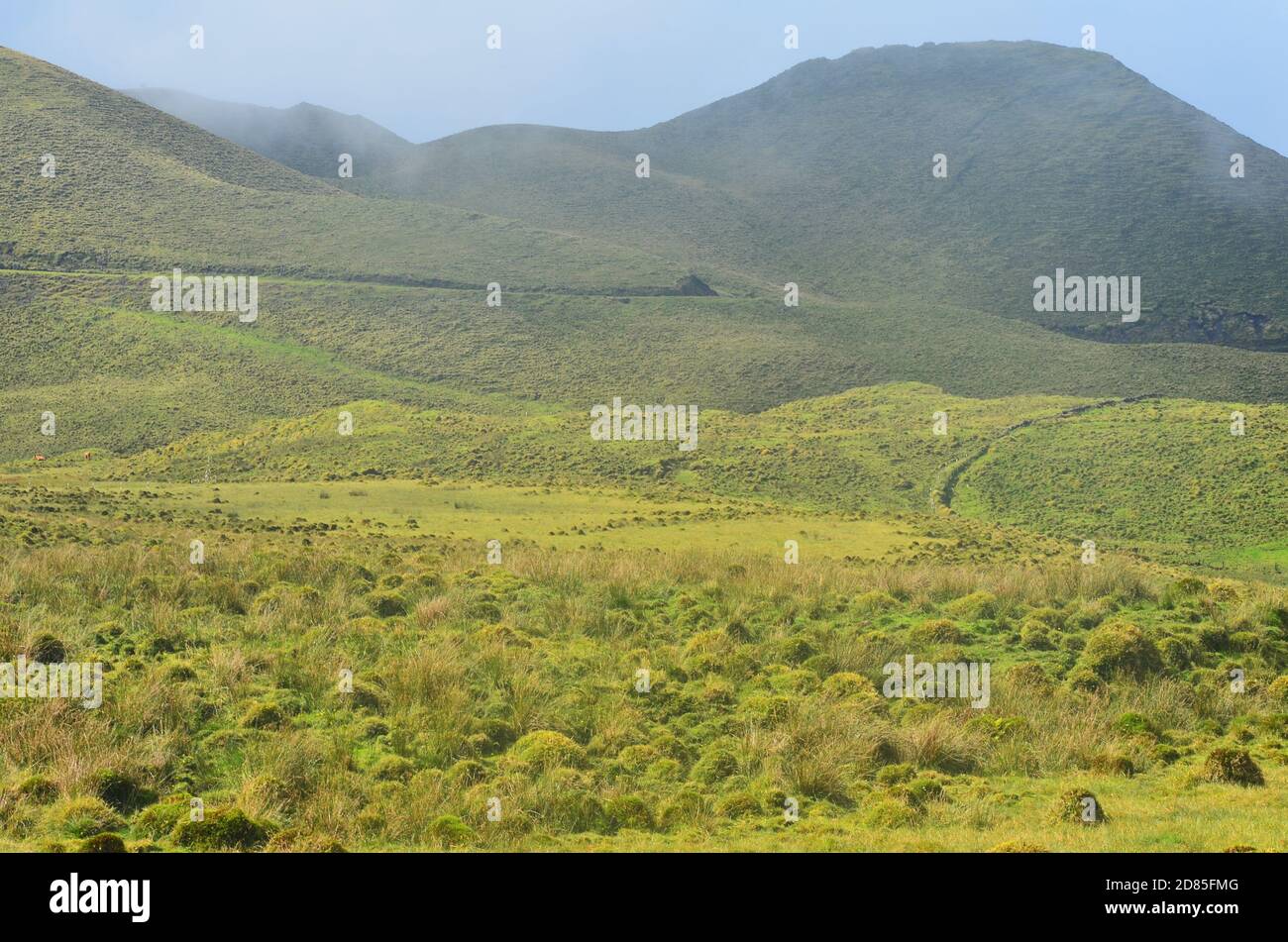Peatlands in the high volcanic plateau of Pico island, Azores ...