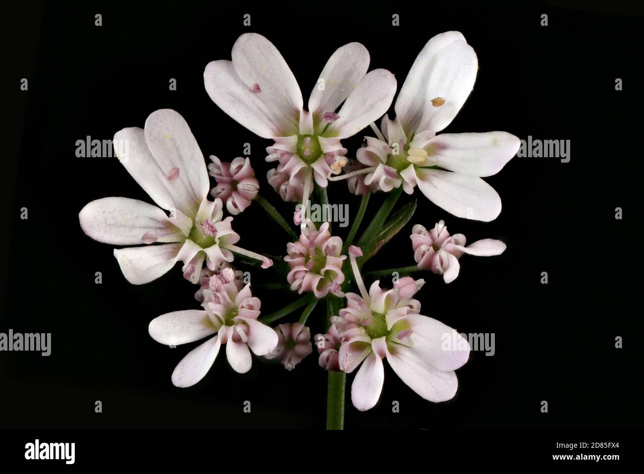 Coriander inflorescence hi-res stock photography and images - Alamy