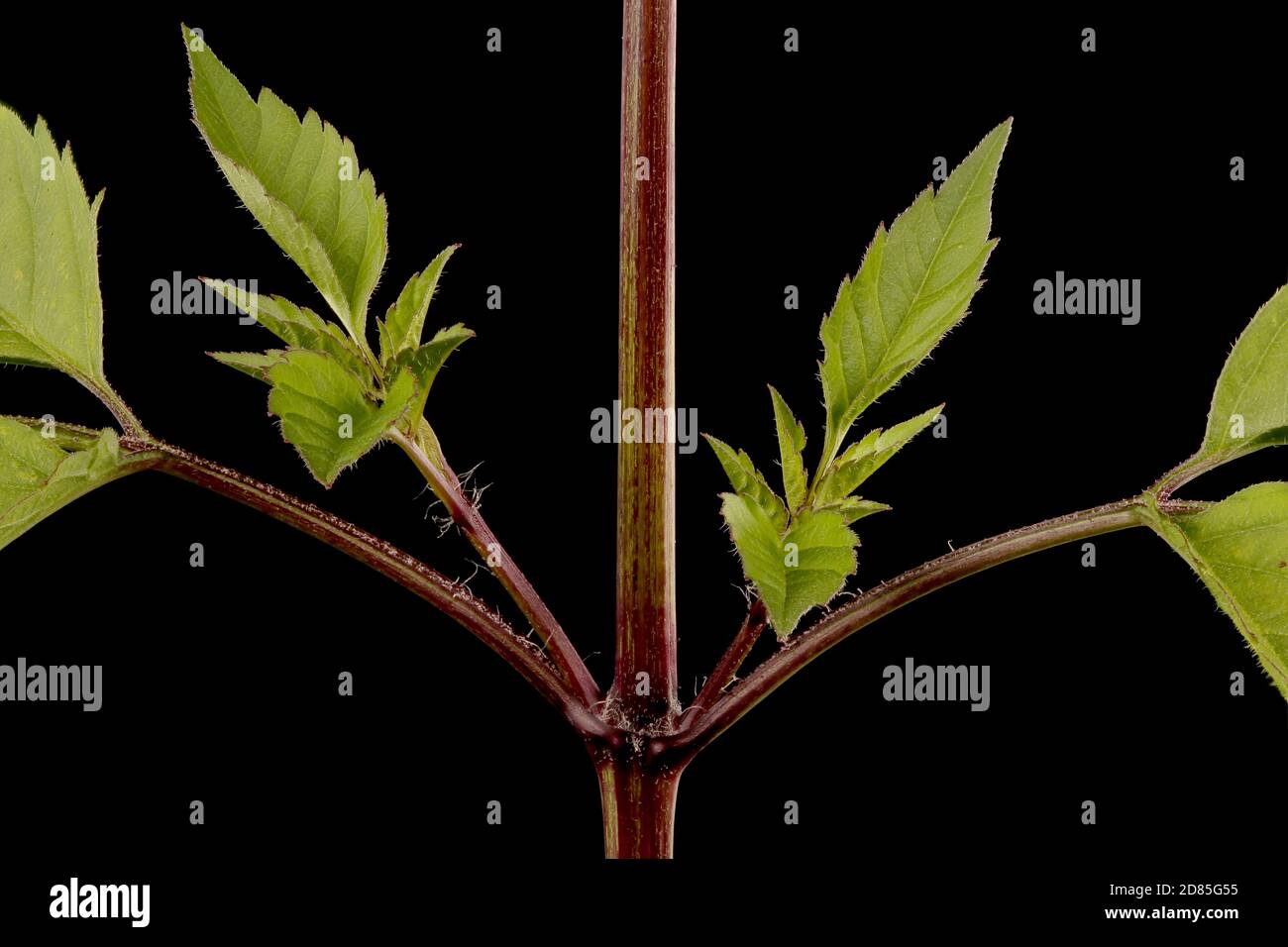 Common Beggarticks (Bidens frondosa). Stem Detail Closeup Stock Photo ...