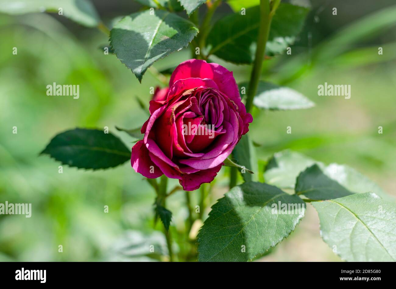 Burgundy red cultivar hi-res stock photography and images - Alamy