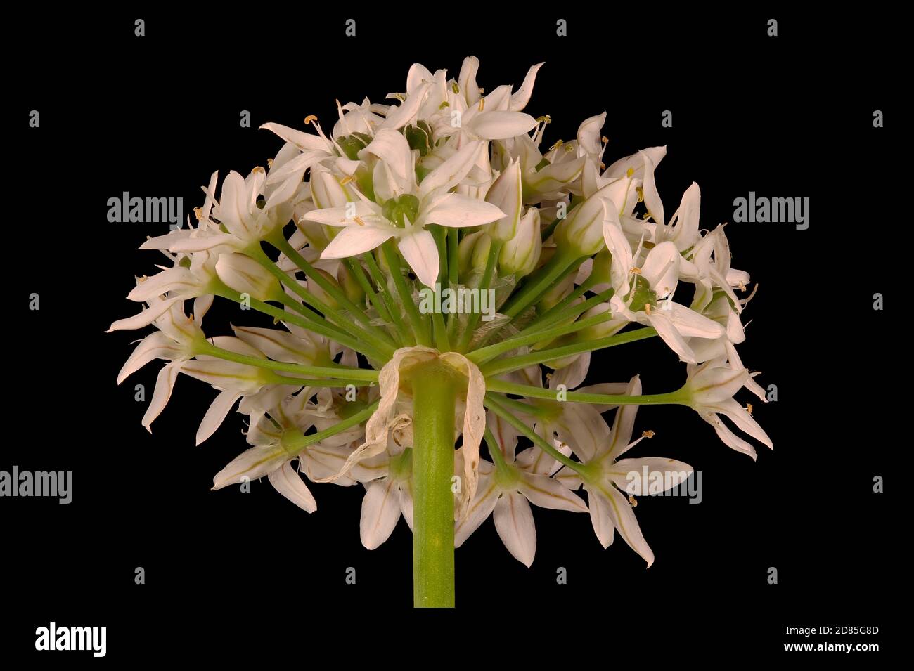 Allium ramosum hi-res stock photography and images - Alamy