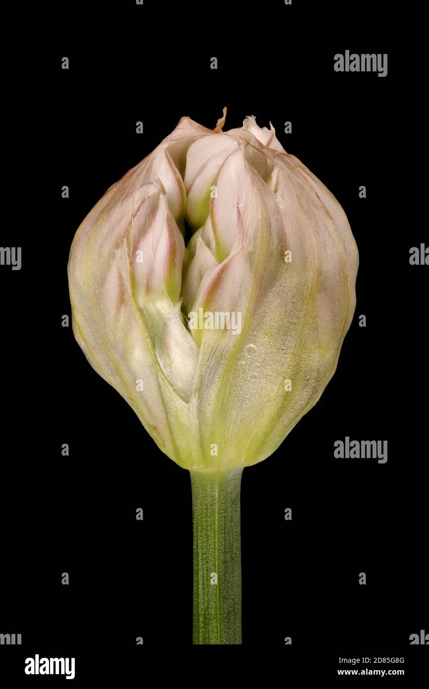 Allium ramosum hi-res stock photography and images - Alamy