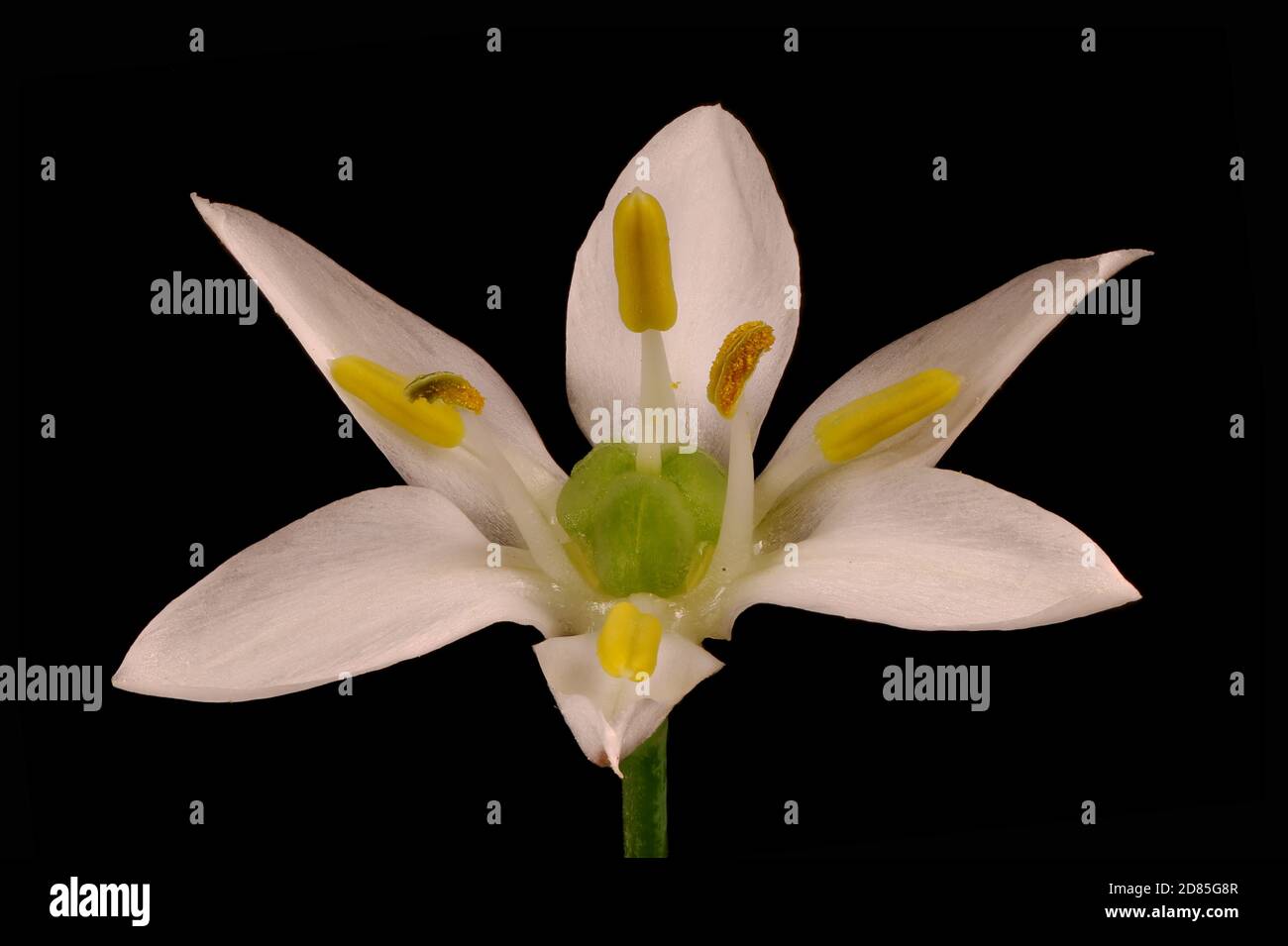 Allium ramosum hi-res stock photography and images - Alamy