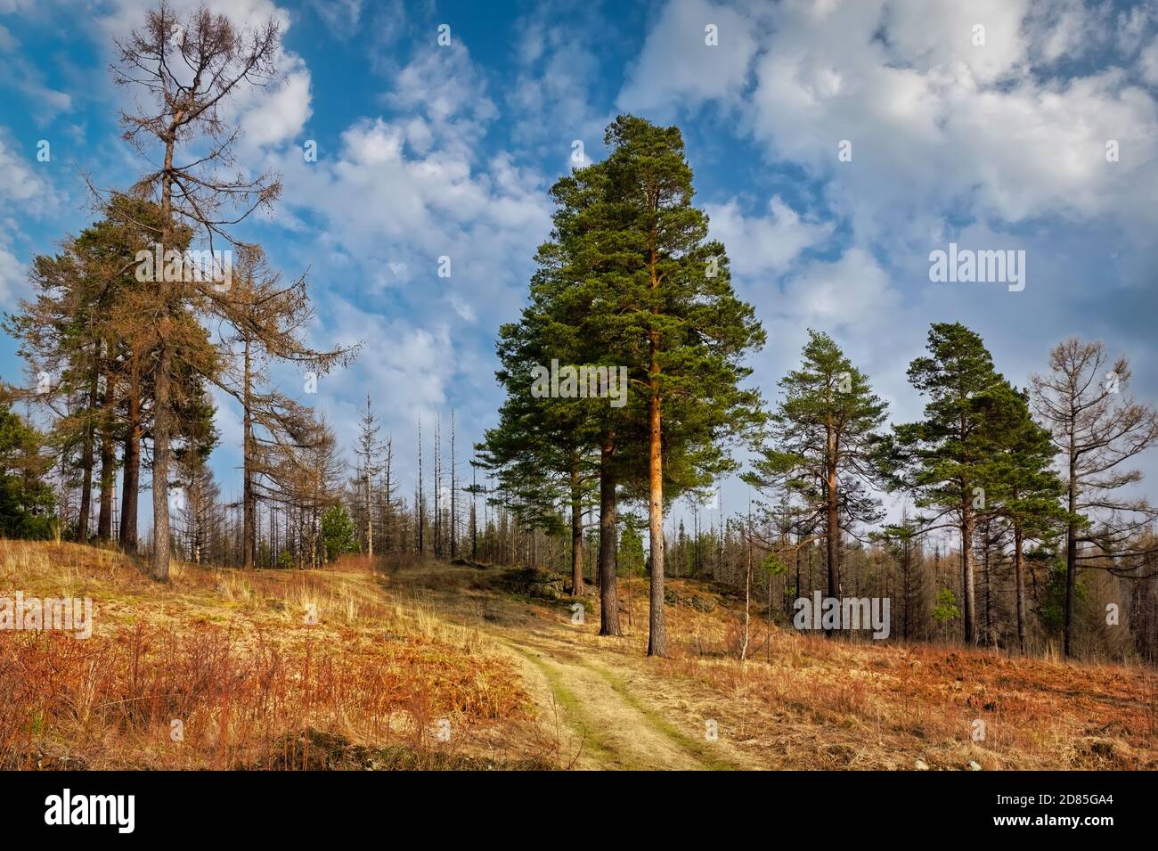 Forest meadow field landscape. Early spring forest meadow view. Forest ...