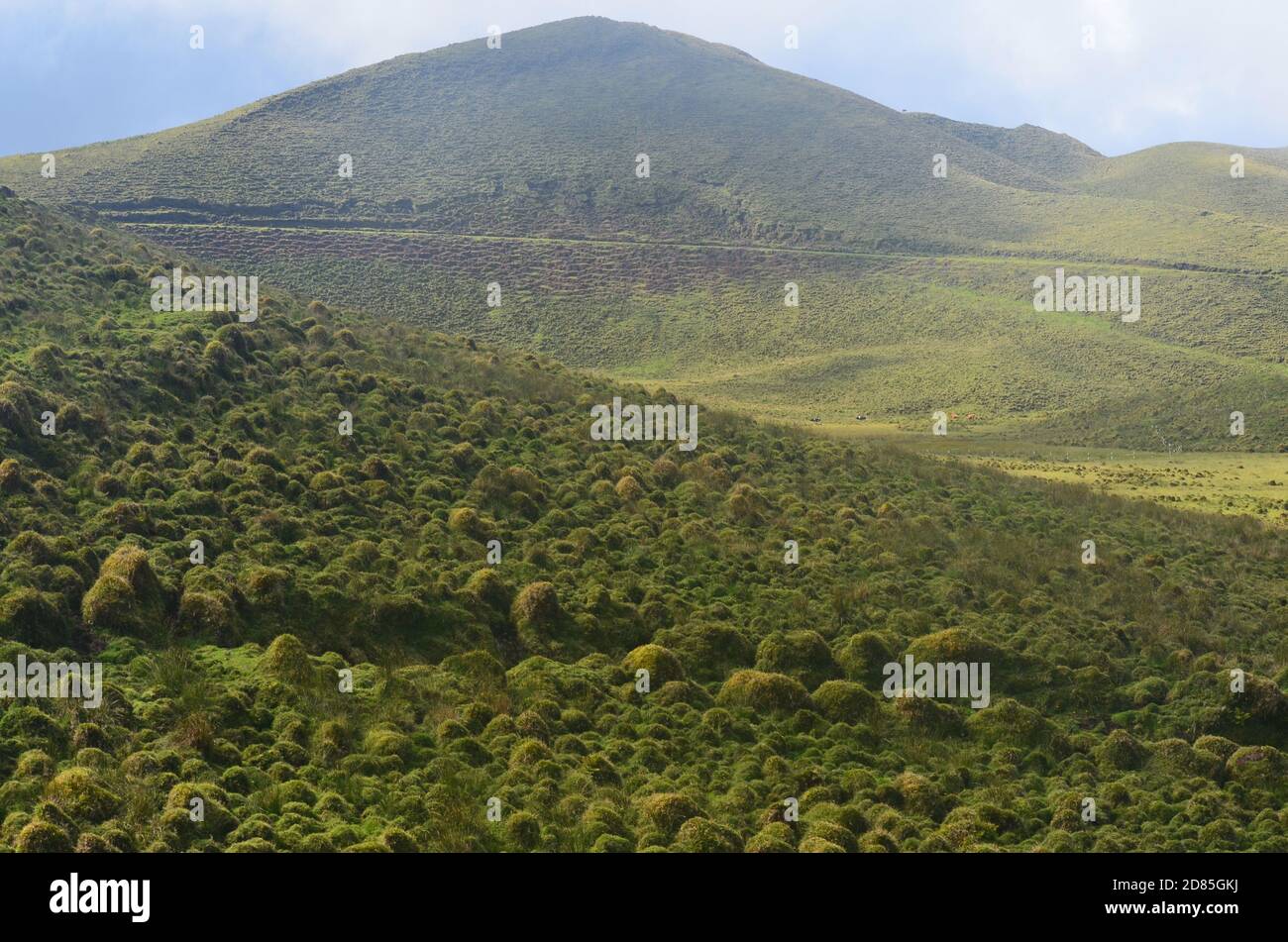 Peatlands in the high volcanic plateau of Pico island, Azores ...