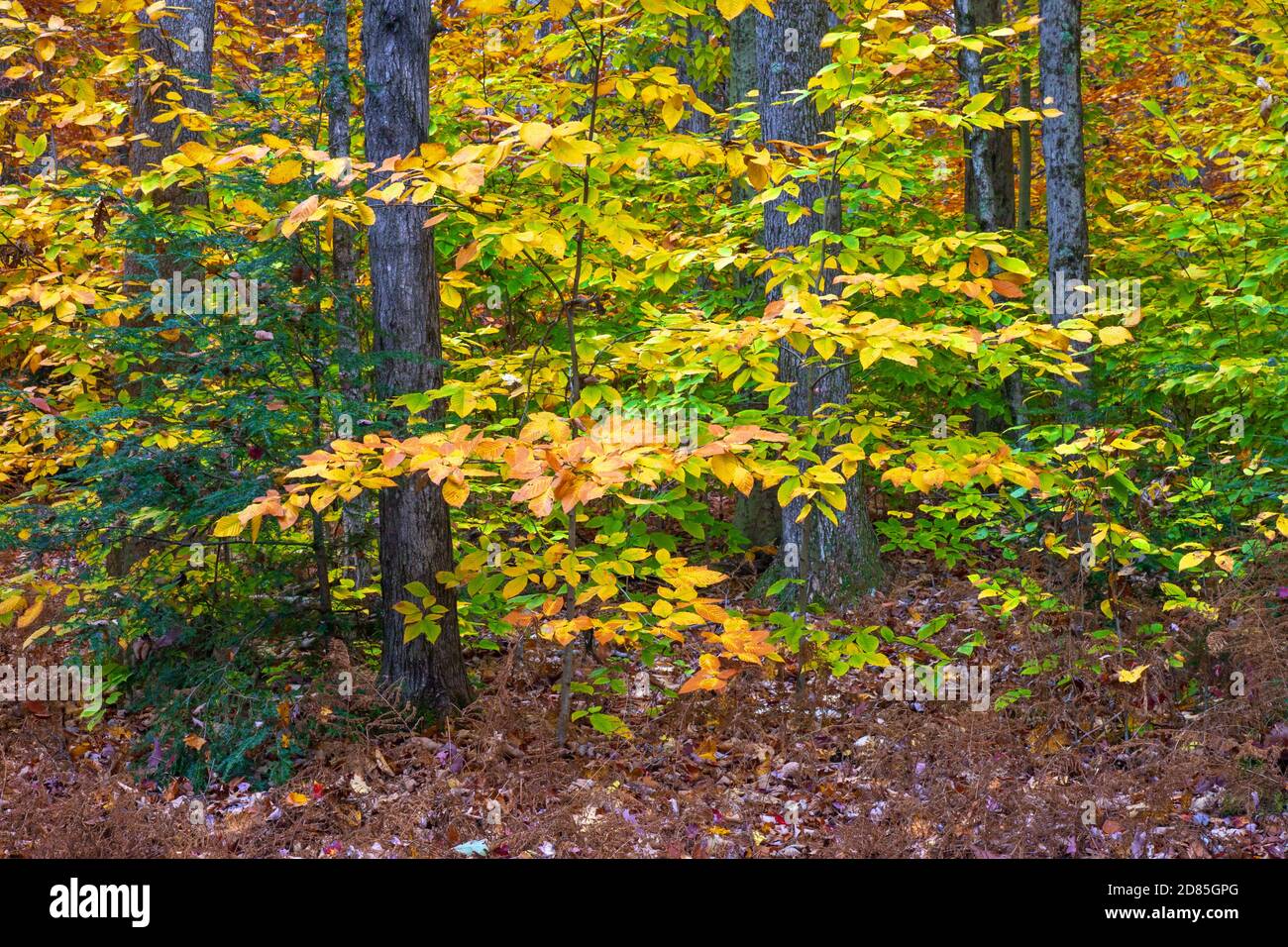 A northern hardwood forest in autumn at Promised Land State Park in ...