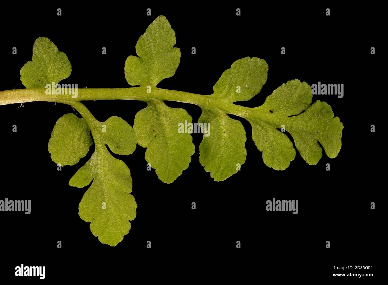 Leather grapefern hi-res stock photography and images - Alamy