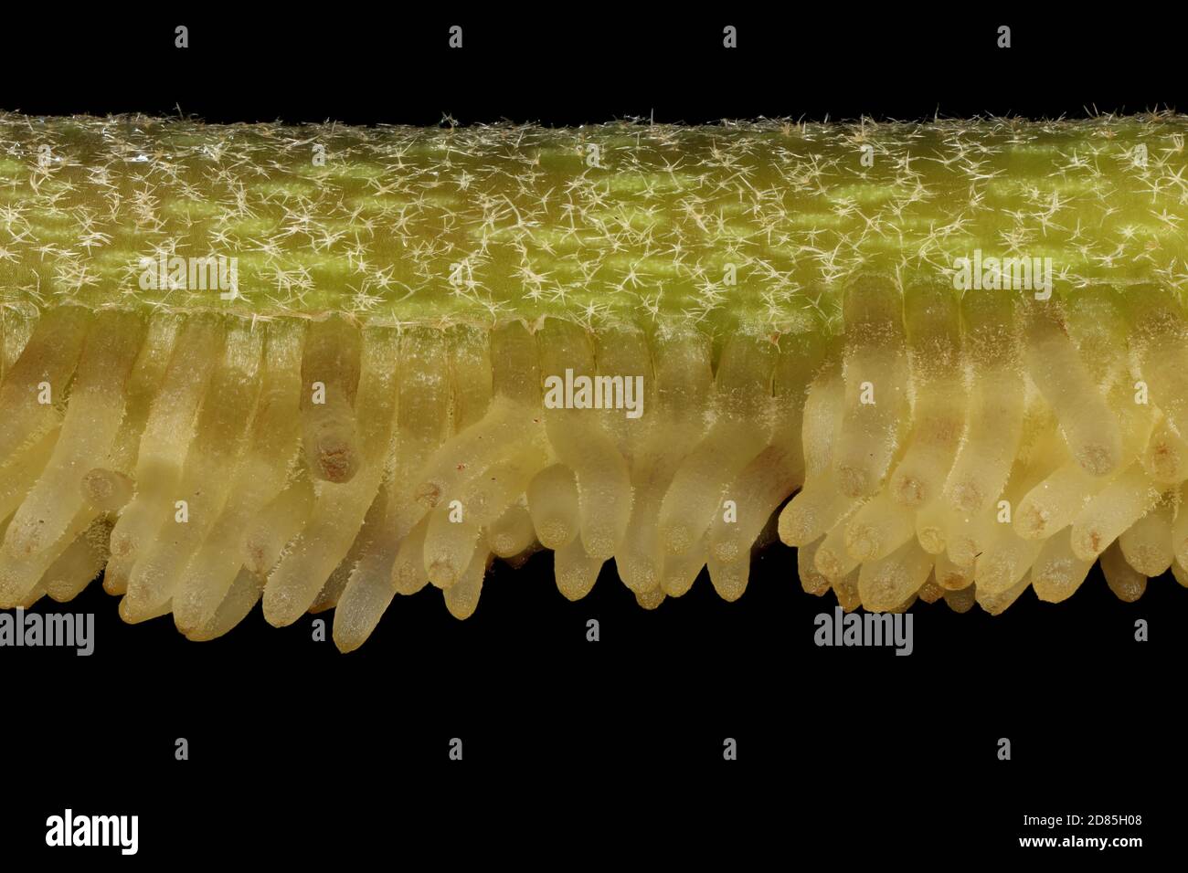 Common Ivy (Hedera helix). Stem and Aerial Roots Closeup Stock Photo ...