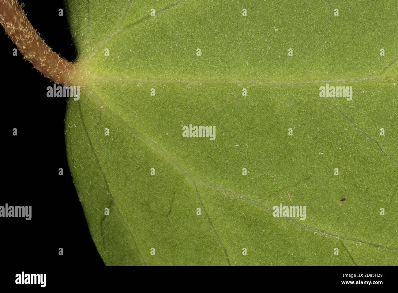 Common Ivy (Hedera helix). Leaf Detail Closeup Stock Photo - Alamy