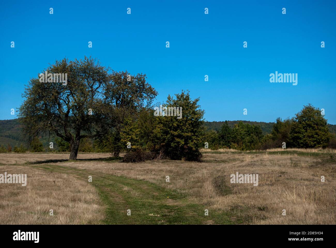 Countryside rural landscape with country road in late summer sunny day ...