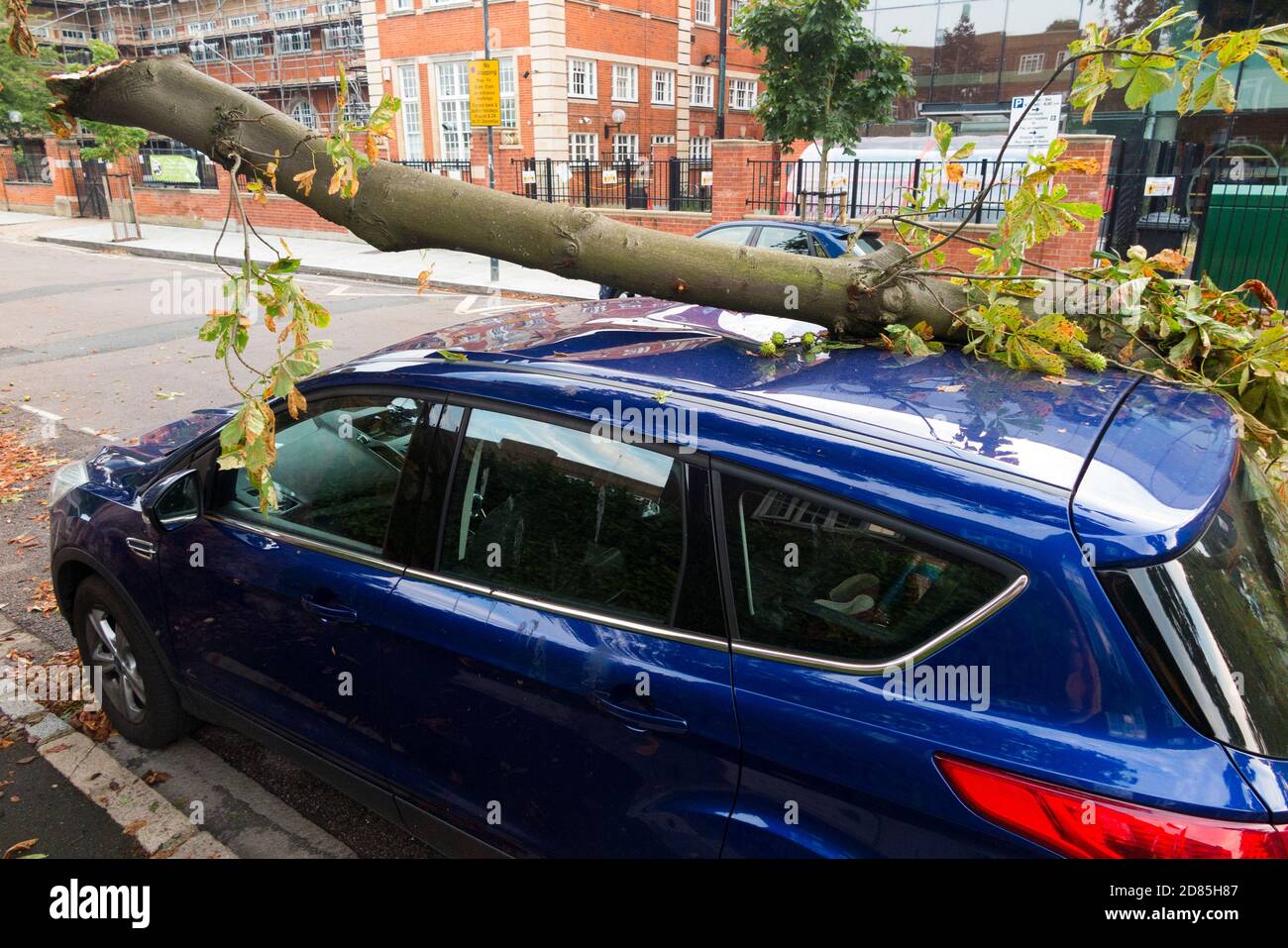 Tree Falls On Car Roof