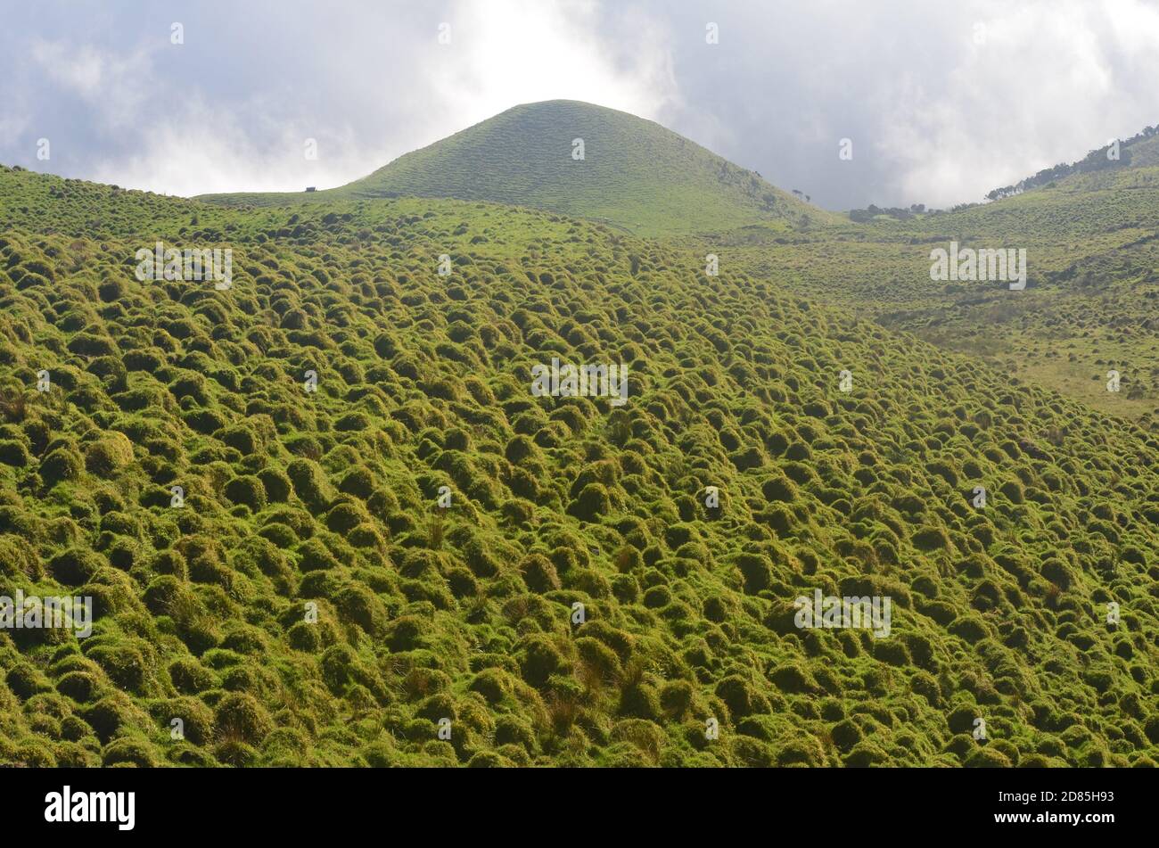 Peatlands in the high volcanic plateau of Pico island, Azores ...