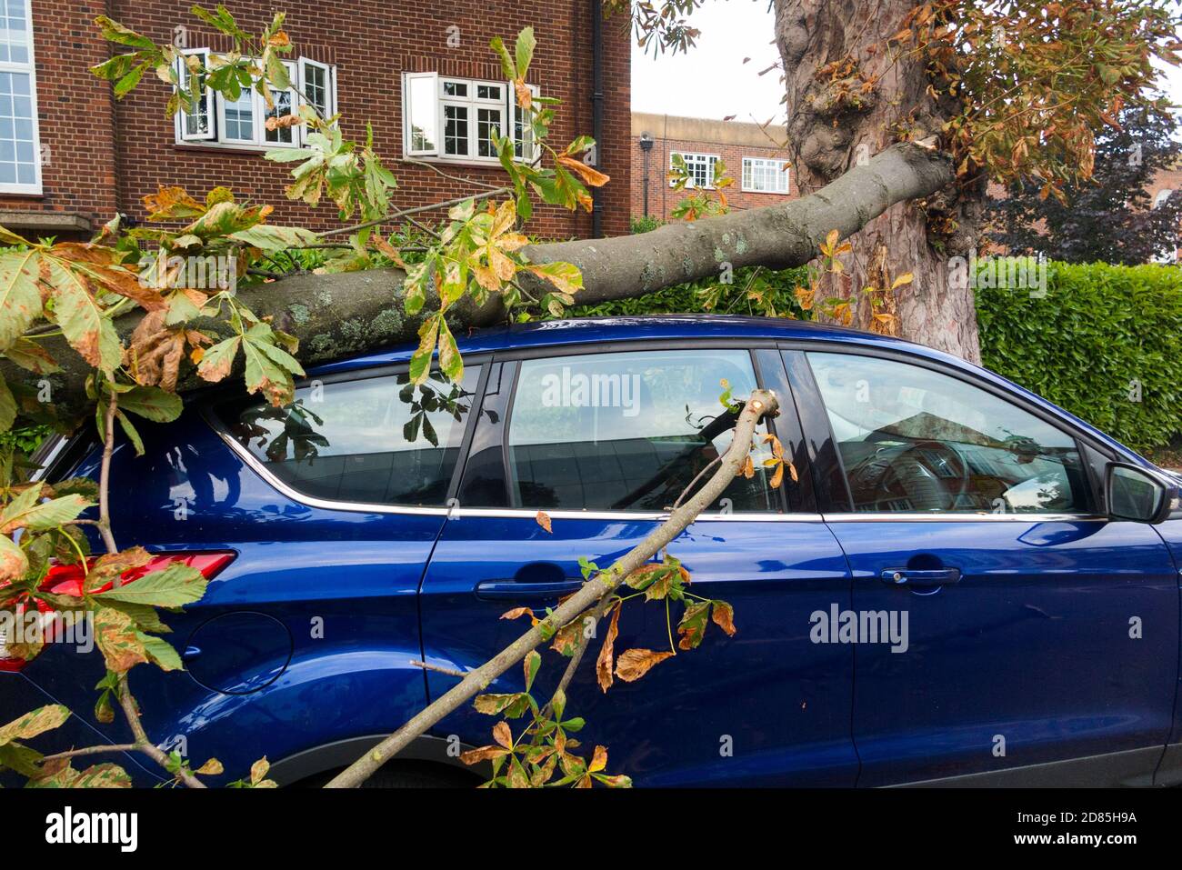 Car trees accident crushed hi-res stock photography and images - Alamy