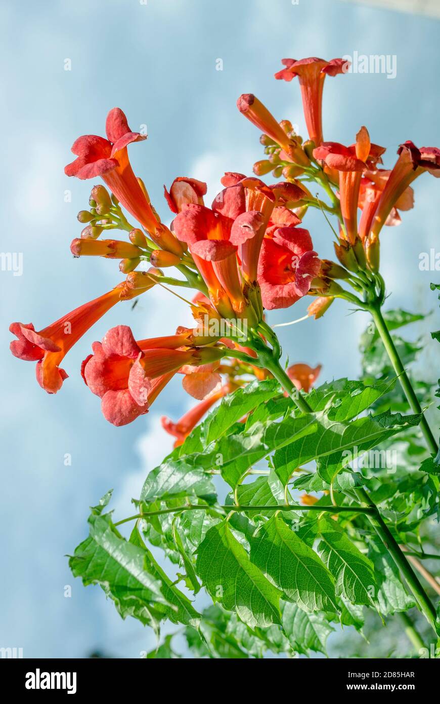Bush bright orange flowers hi-res stock photography and images - Alamy