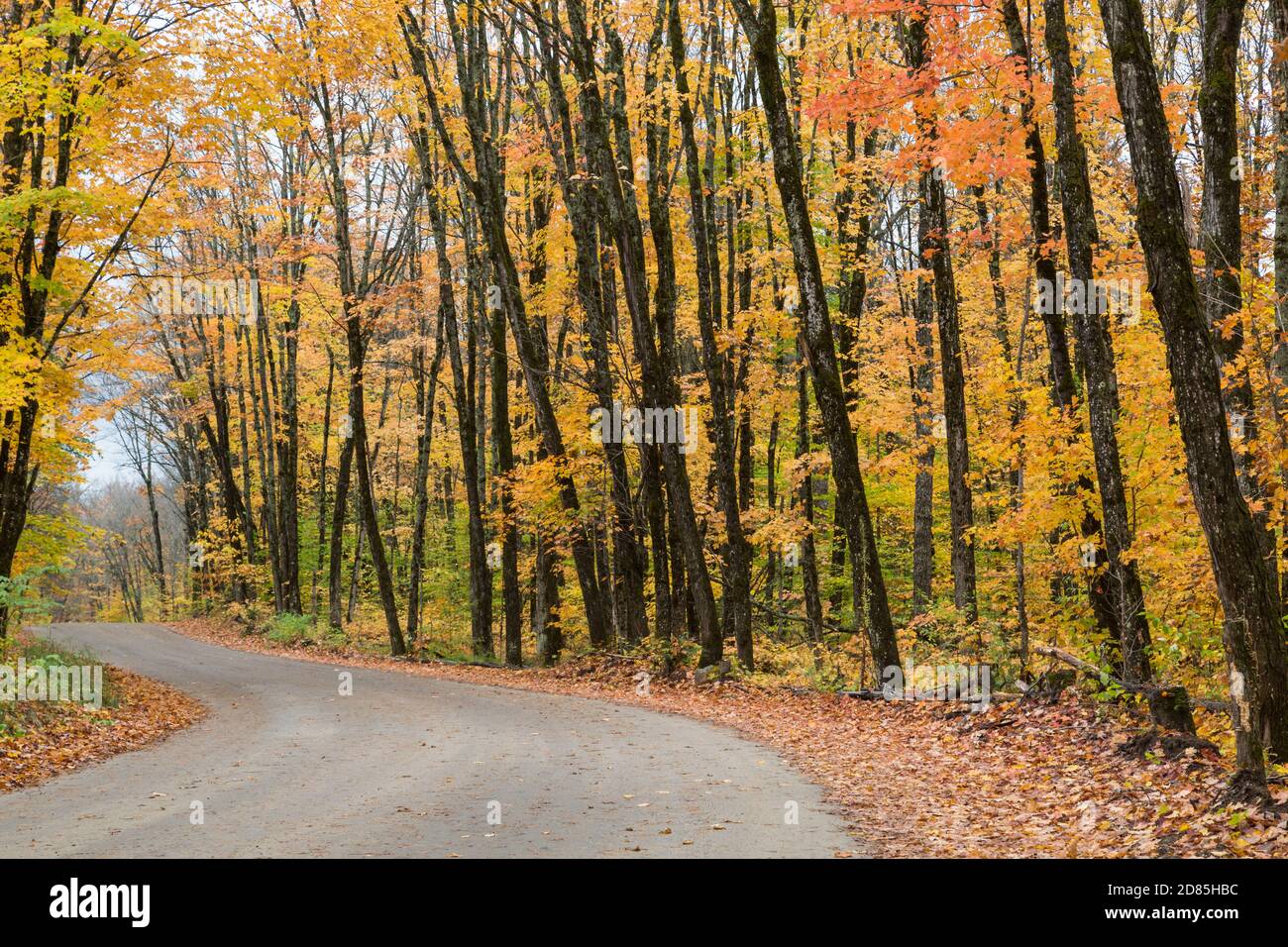 Road leading through fall trees Stock Photo - Alamy