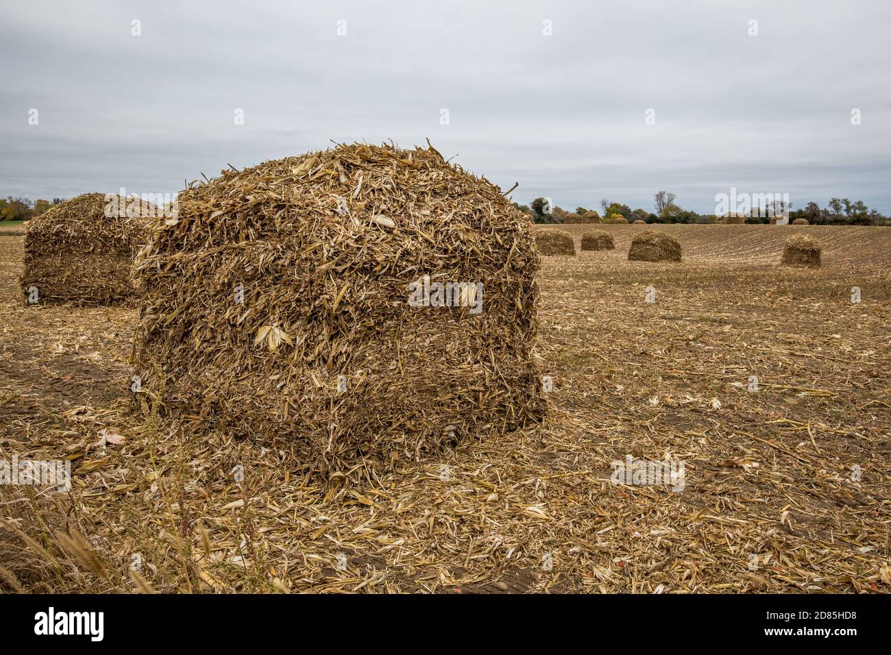 Haystack made from Corn Stalks Stock Photo - Alamy