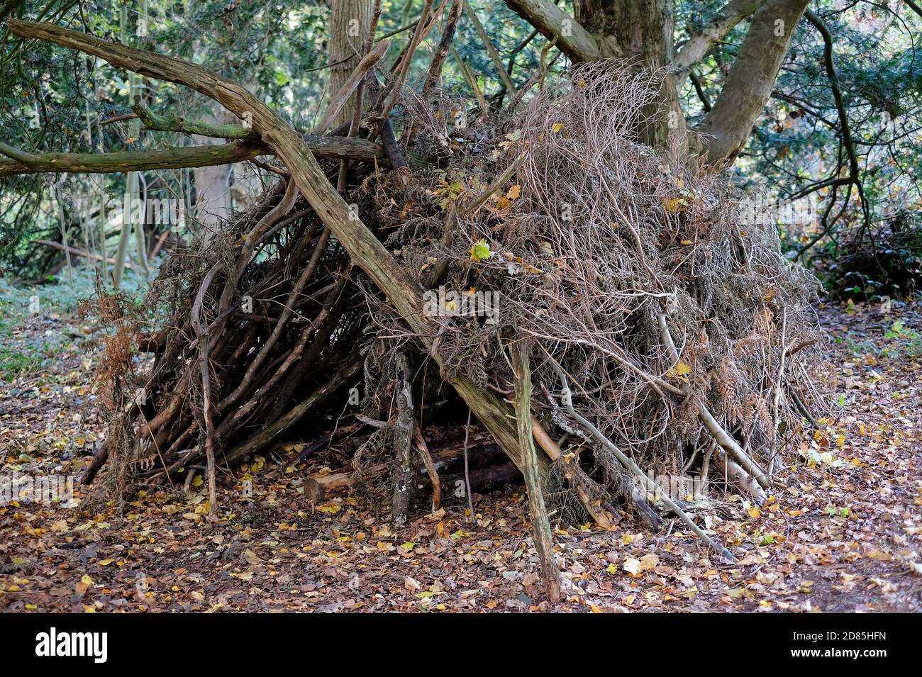 woodland den made from tree branches and twigs, blickling, norfolk ...
