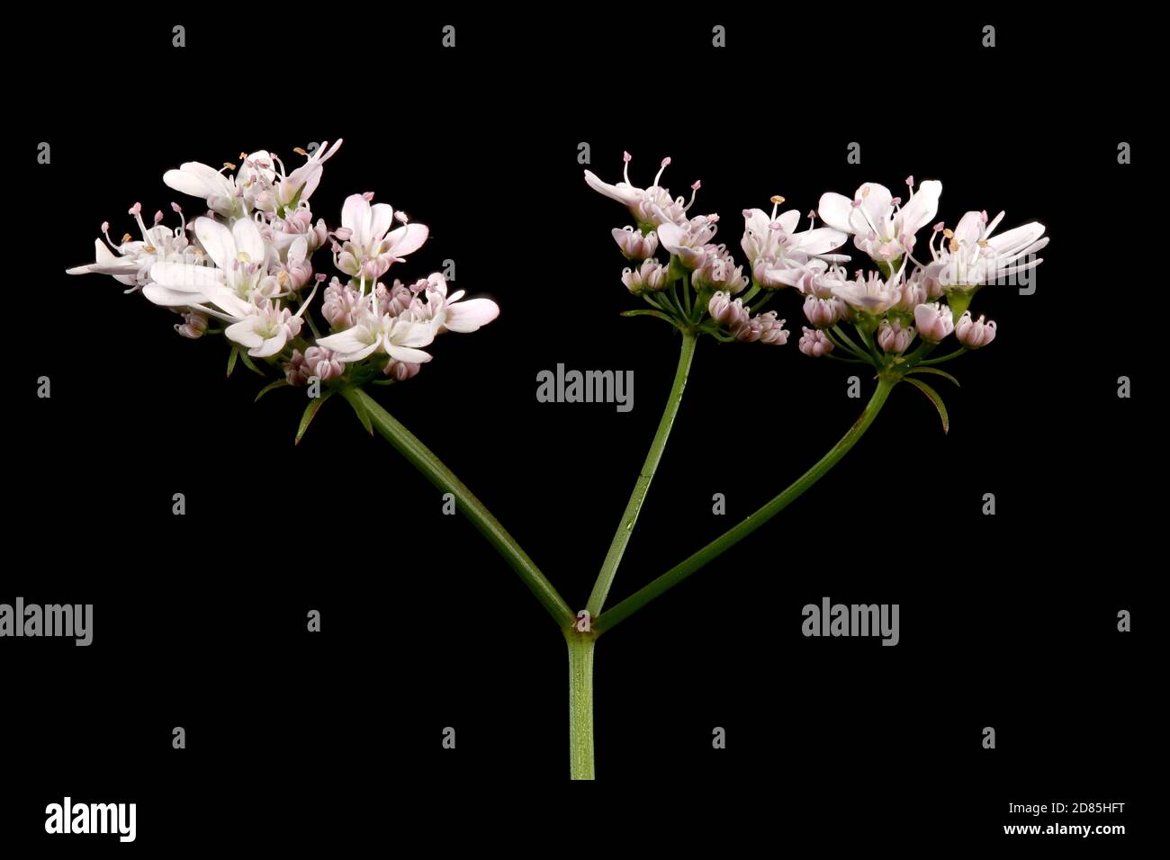 Coriander inflorescence hi-res stock photography and images - Alamy