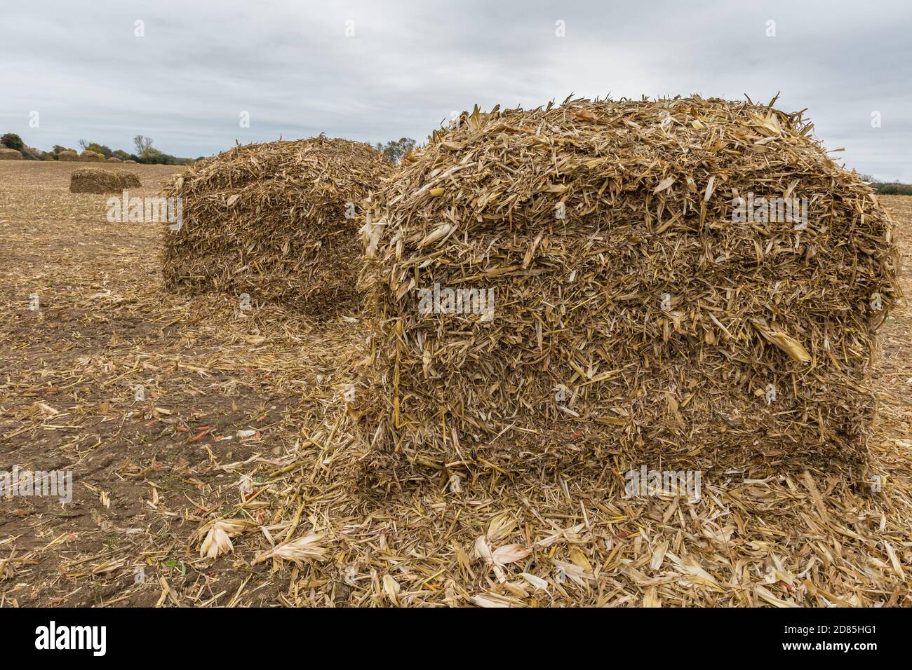 Haystack made from Corn Stalks Stock Photo - Alamy
