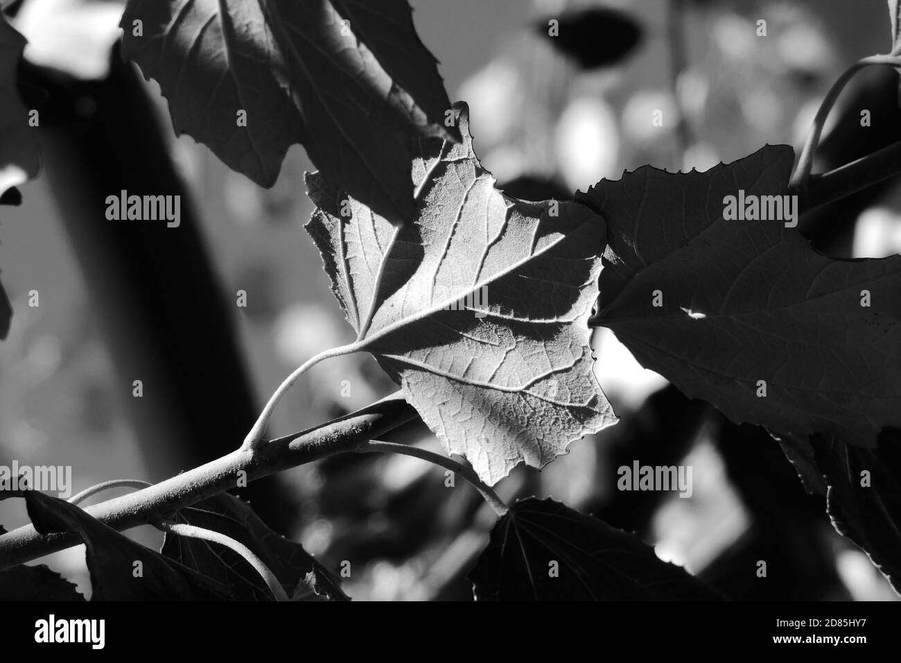 Leaf in sunlight Stock Photo - Alamy