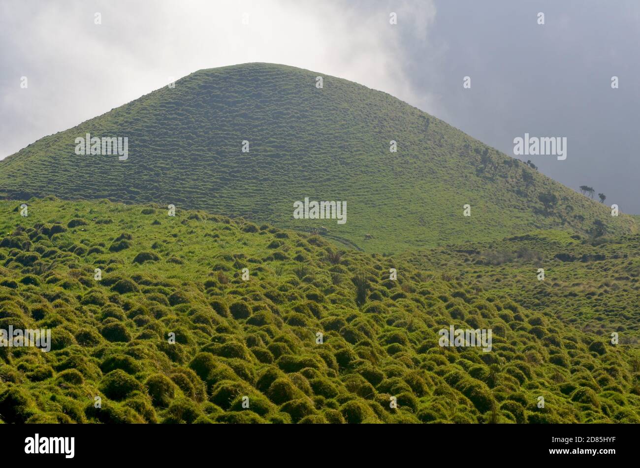 Peatlands in the high volcanic plateau of Pico island, Azores ...