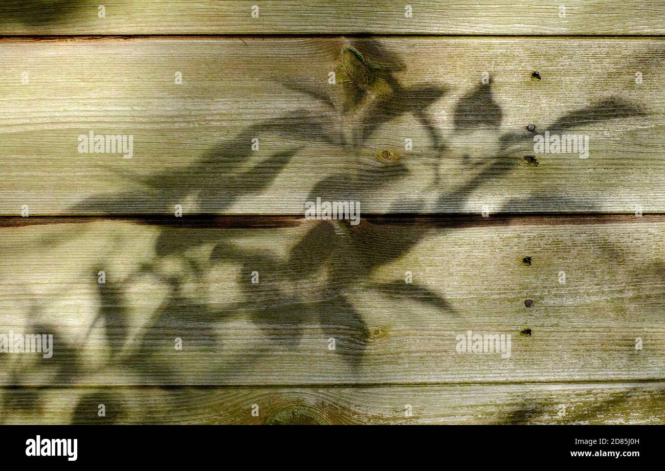 shadow of tree branch on timber garden shed wall, norfolk, england ...