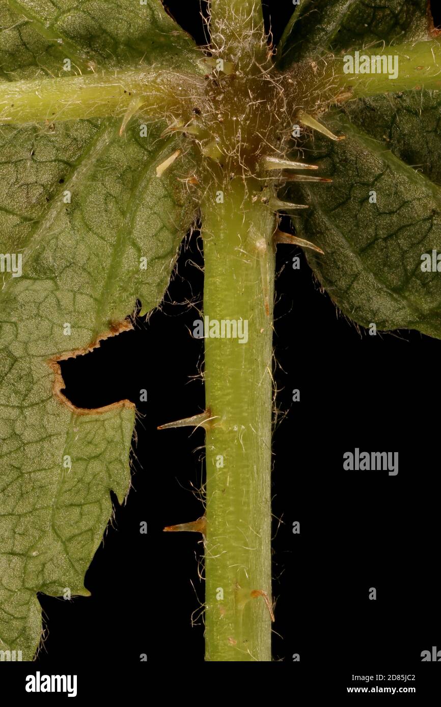 Stone Bramble (Rubus saxatilis). Spiny Petiole Closeup Stock Photo - Alamy