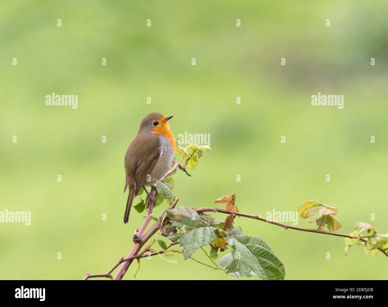 Robin, Erithacus rubecula, single adult perched on brambles ...