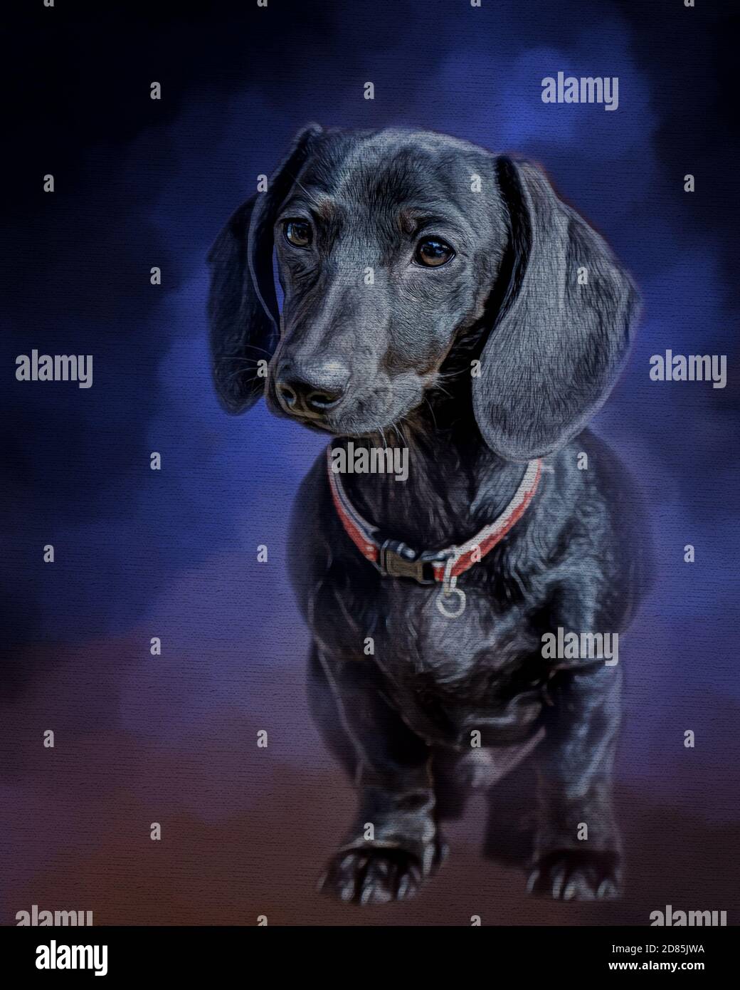 Dachshund dog painting hi-res stock photography and images - Alamy
