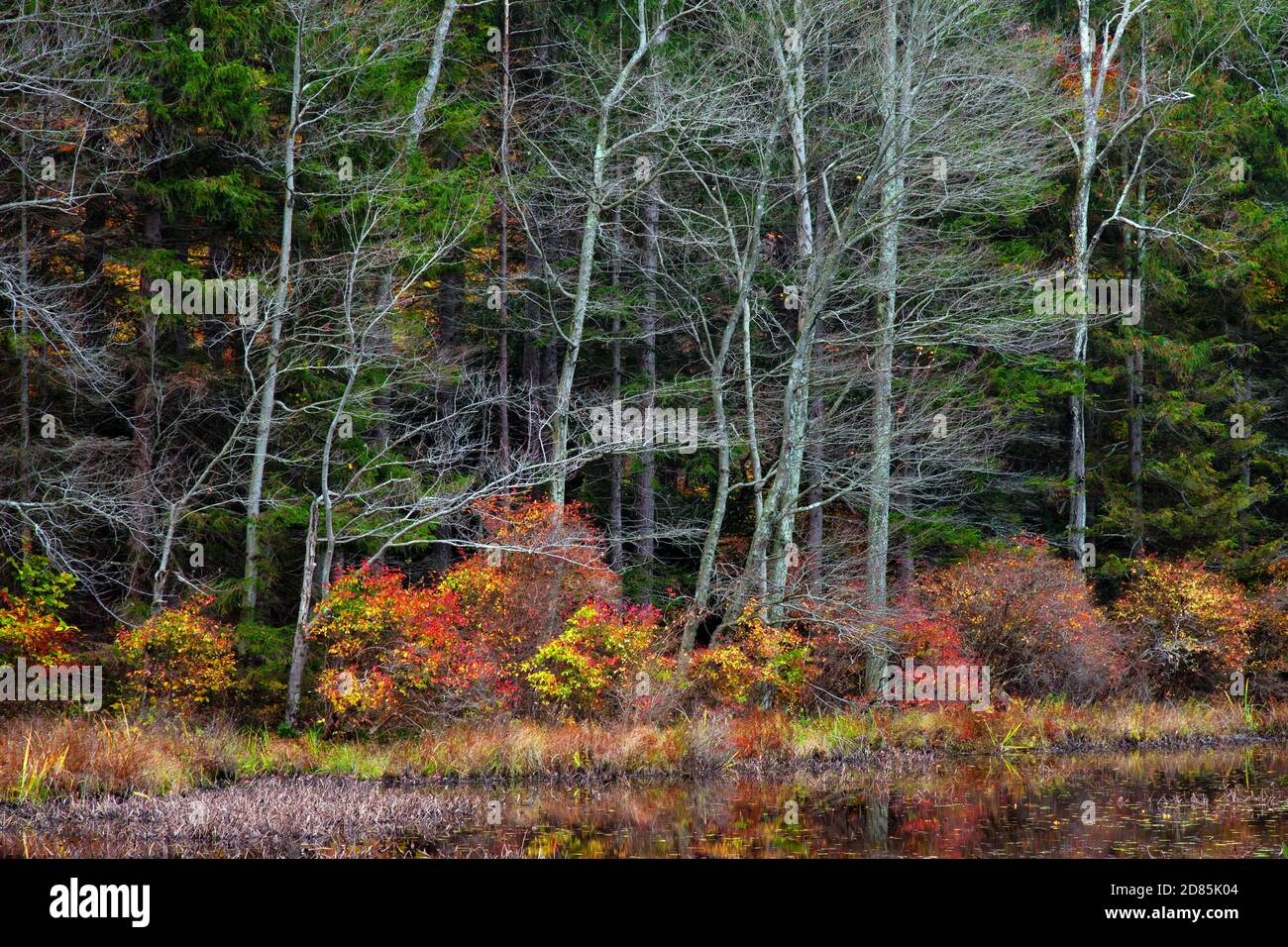 Late autumn vegetation growing along the shoreline of Promised Land ...