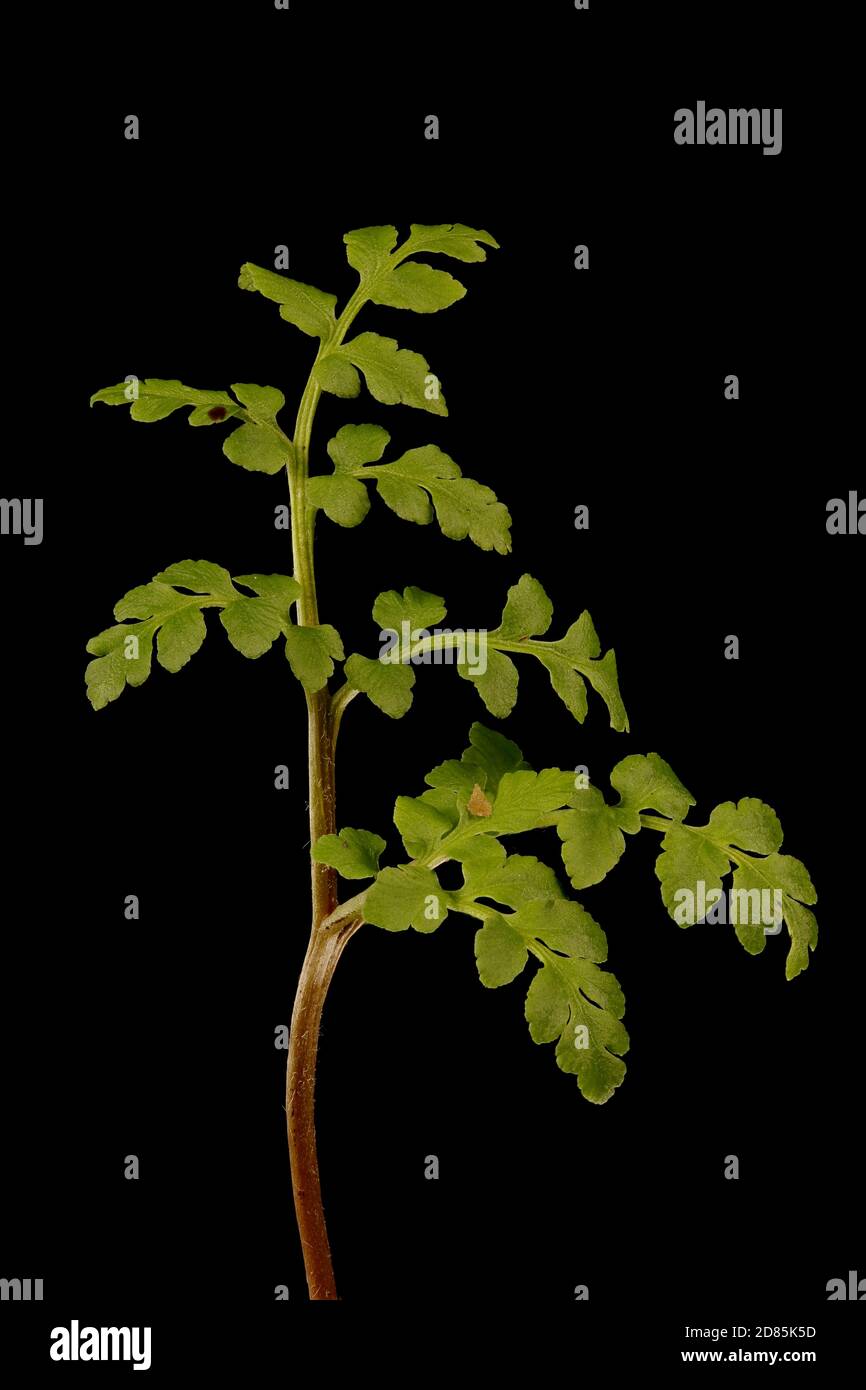 Leather Grapefern (Botrychium multifidum). Trophophore Closeup Stock ...