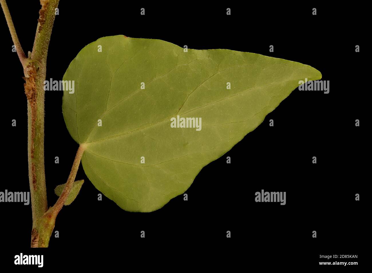 Common Ivy (Hedera helix). Leaf Closeup Stock Photo - Alamy