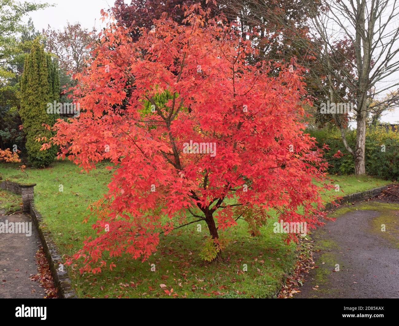 Acer griseum hi-res stock photography and images - Alamy