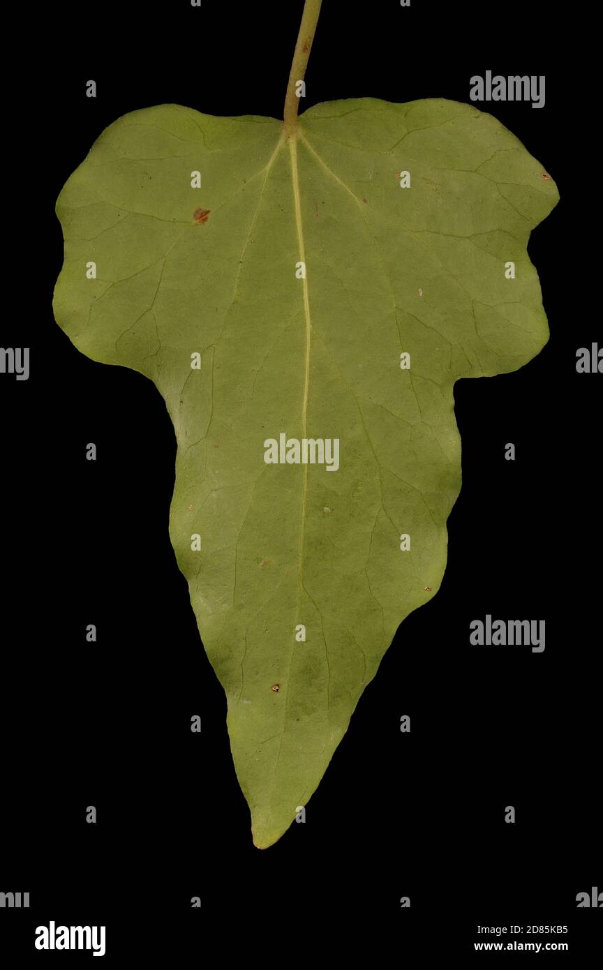 Hedera helix botanical illustration hi-res stock photography and images ...