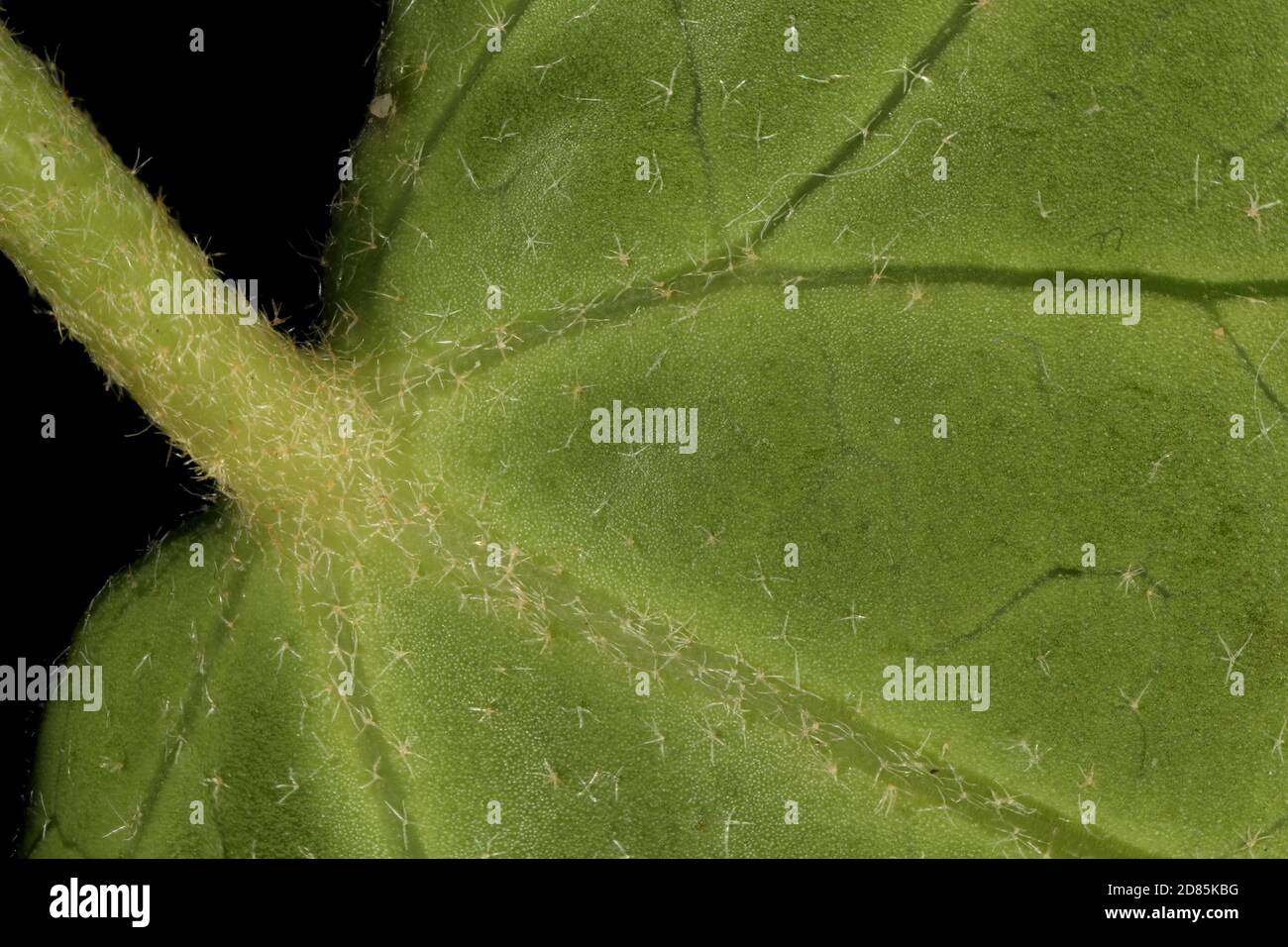 Common Ivy (Hedera helix). Leaf Detail Closeup Stock Photo - Alamy