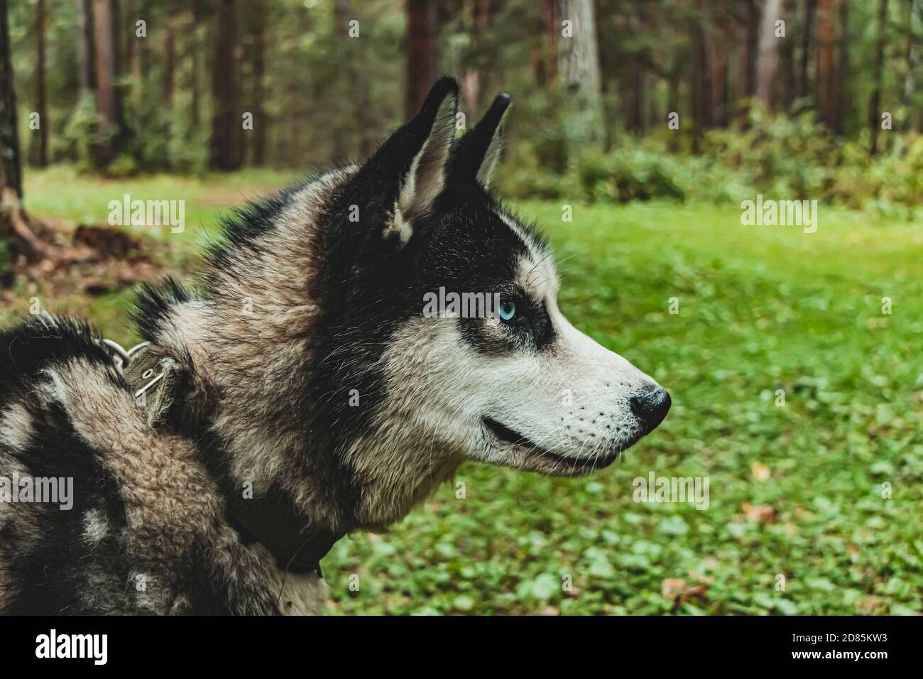 Portrait of a Siberian husky against forest. Side view Stock Photo - Alamy