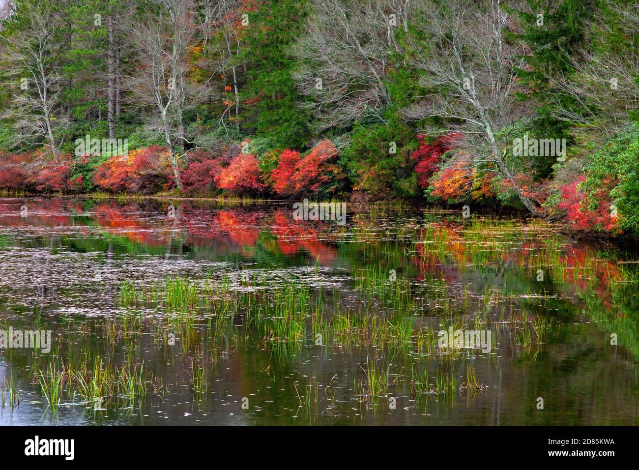 Late autumn vegetation growing along the shoreline of Promised Land ...