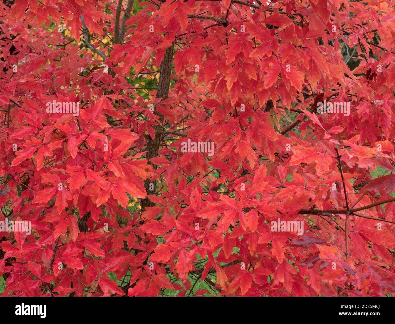 Acer Griseum Close Up High Resolution Stock Photography and Images - Alamy