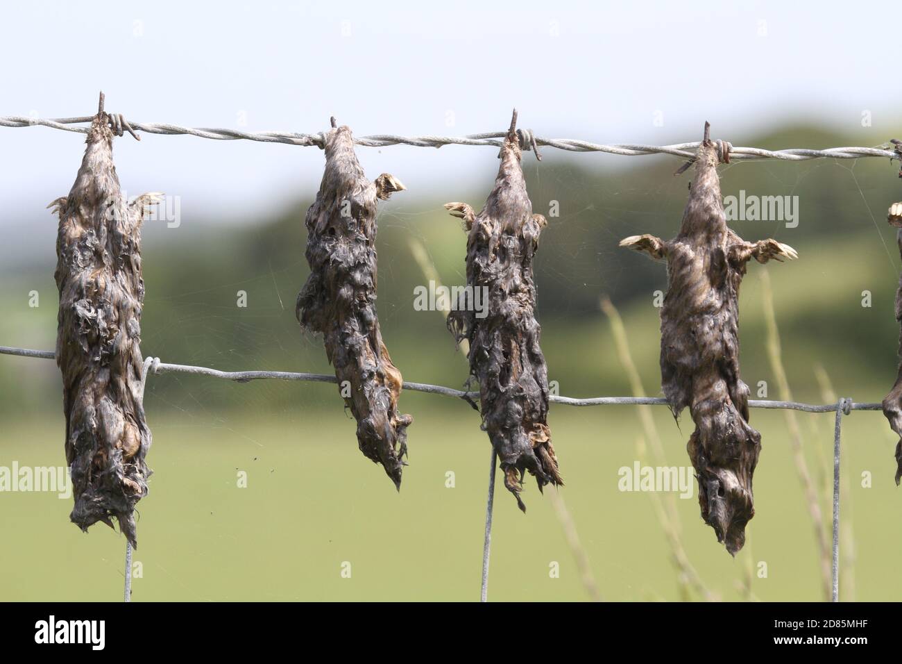 Ayrshire, Scotland, UK, Dead moles hanging on a farmers fence .Moles ...