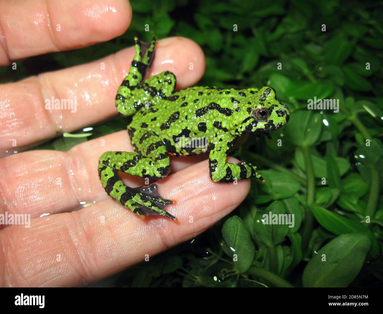 The Oriental fire-bellied toad (Bombina orientalis Stock Photo - Alamy