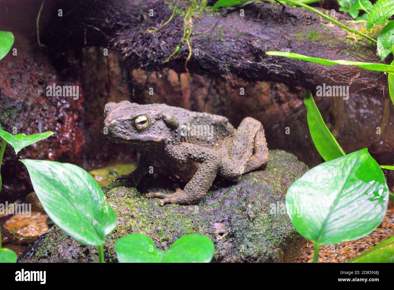 Phrynoidis juxtasper, also known as the giant river toad or Borneo ...