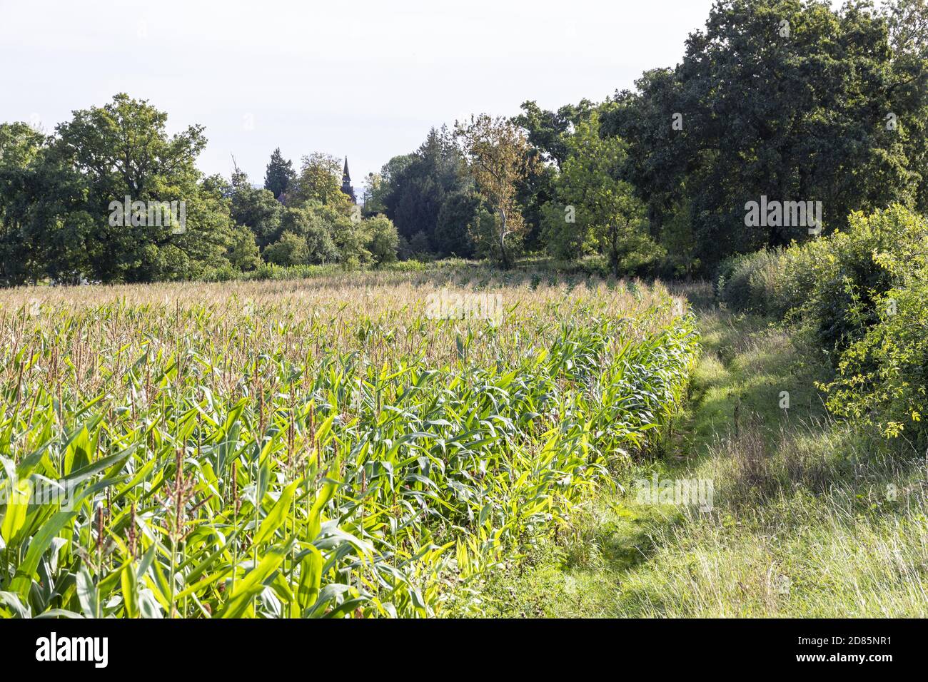 Scenic corn fields hi-res stock photography and images - Alamy