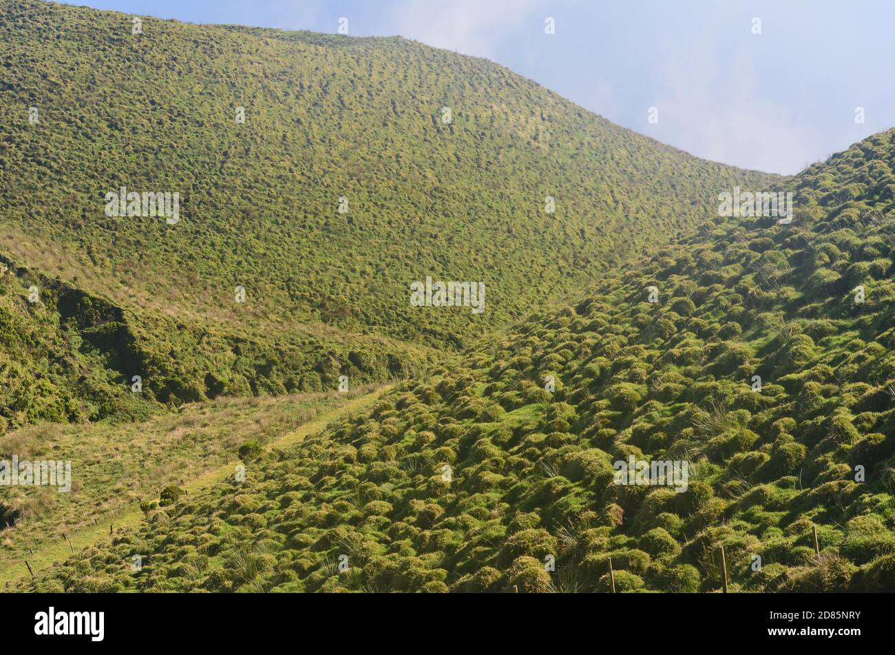Peatlands in the high volcanic plateau of Pico island, Azores ...