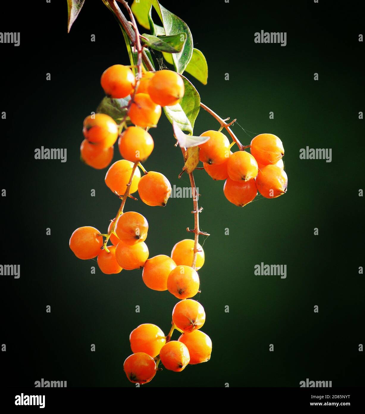 Wild orange color berry fruits of jungle in beautiful green background ...