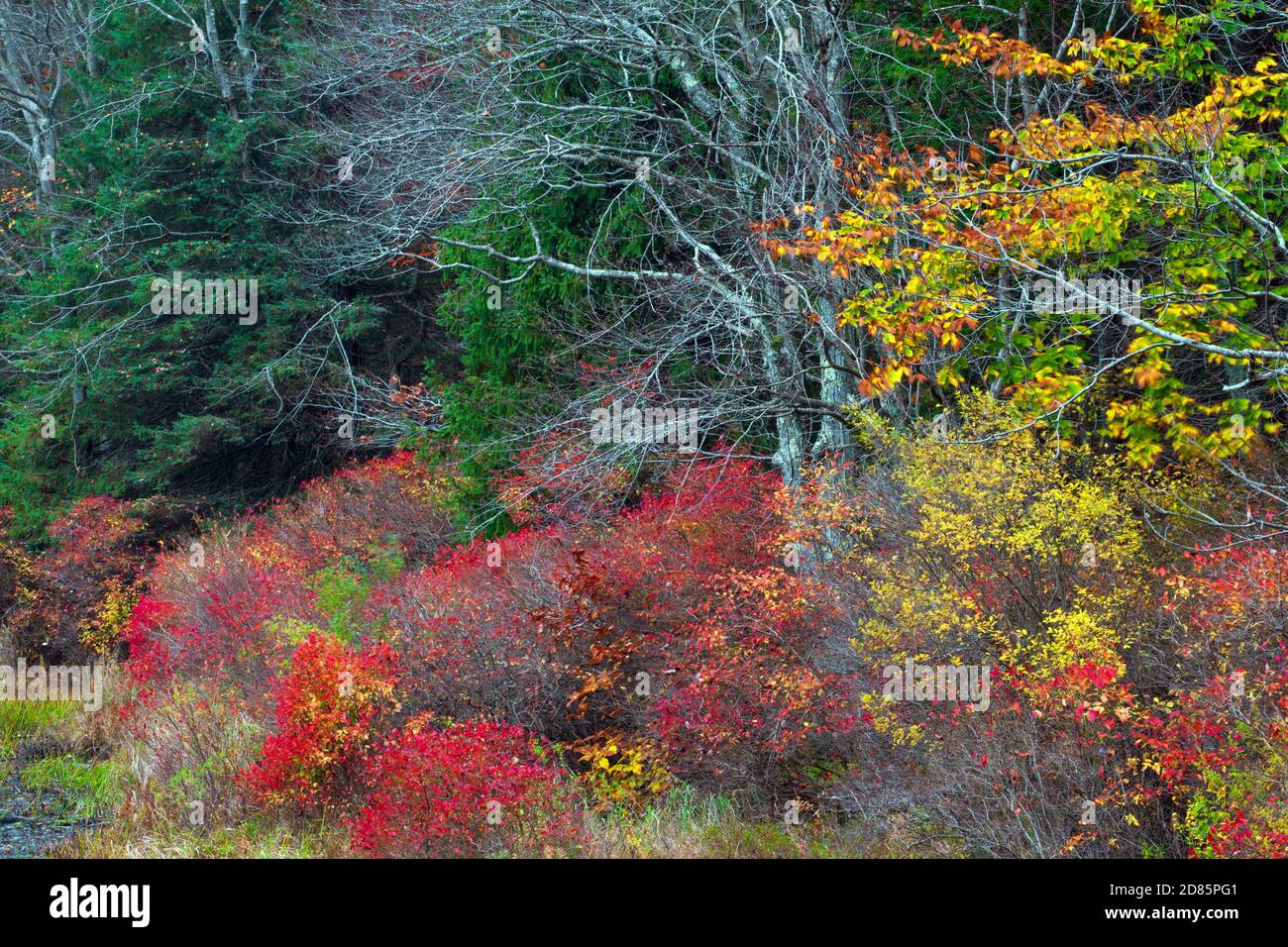 Late autumn vegetation growing along the shoreline of Promised Land ...